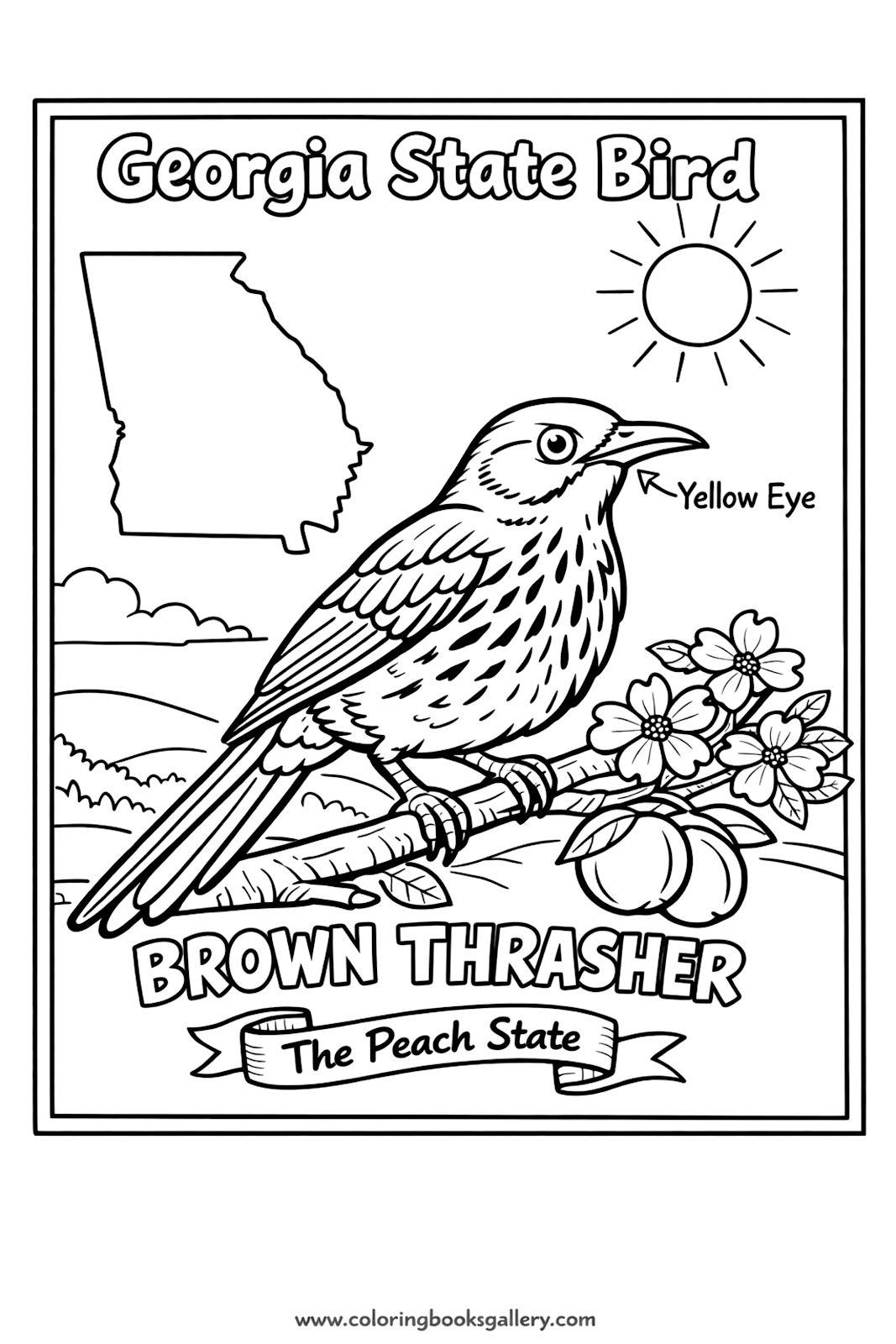 Georgia State Bird – Simple Educational Printable Coloring Page for Kids