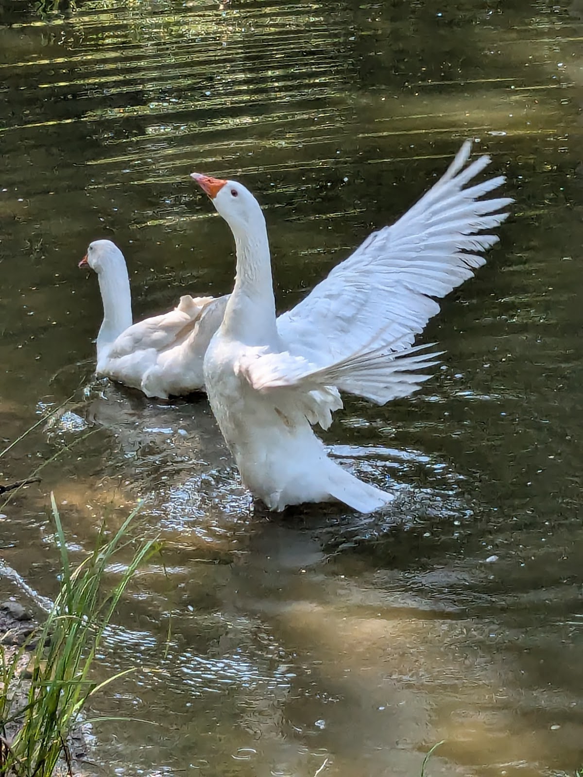 Duck, Goose & Chicken Hatchery | Metzer Farms, California
