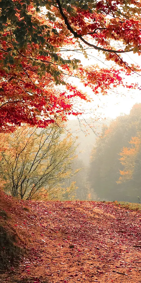 Autumn Tree Fall 4K iPhone Phone Wallpaper