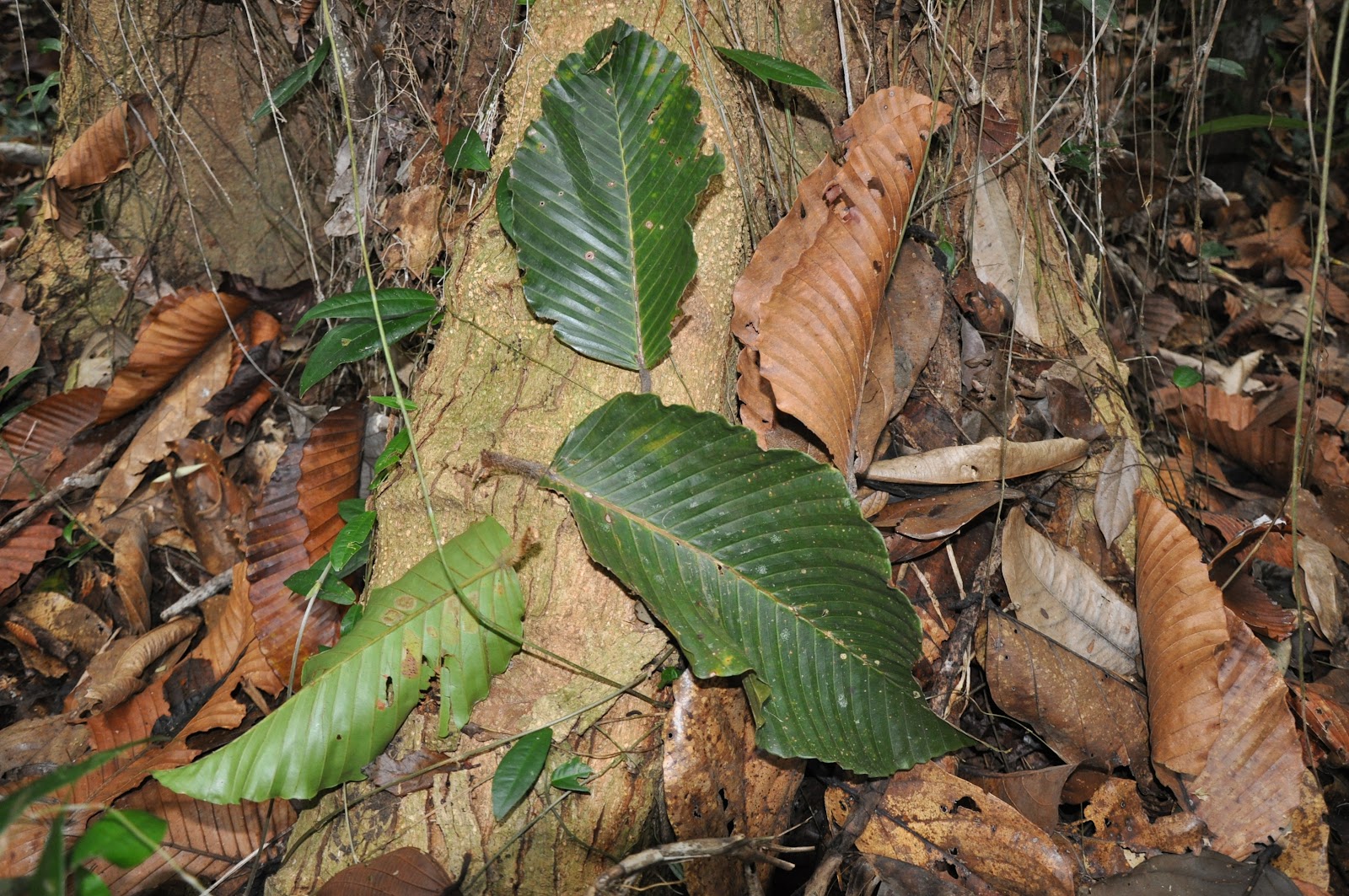 Trees Results - BINHI