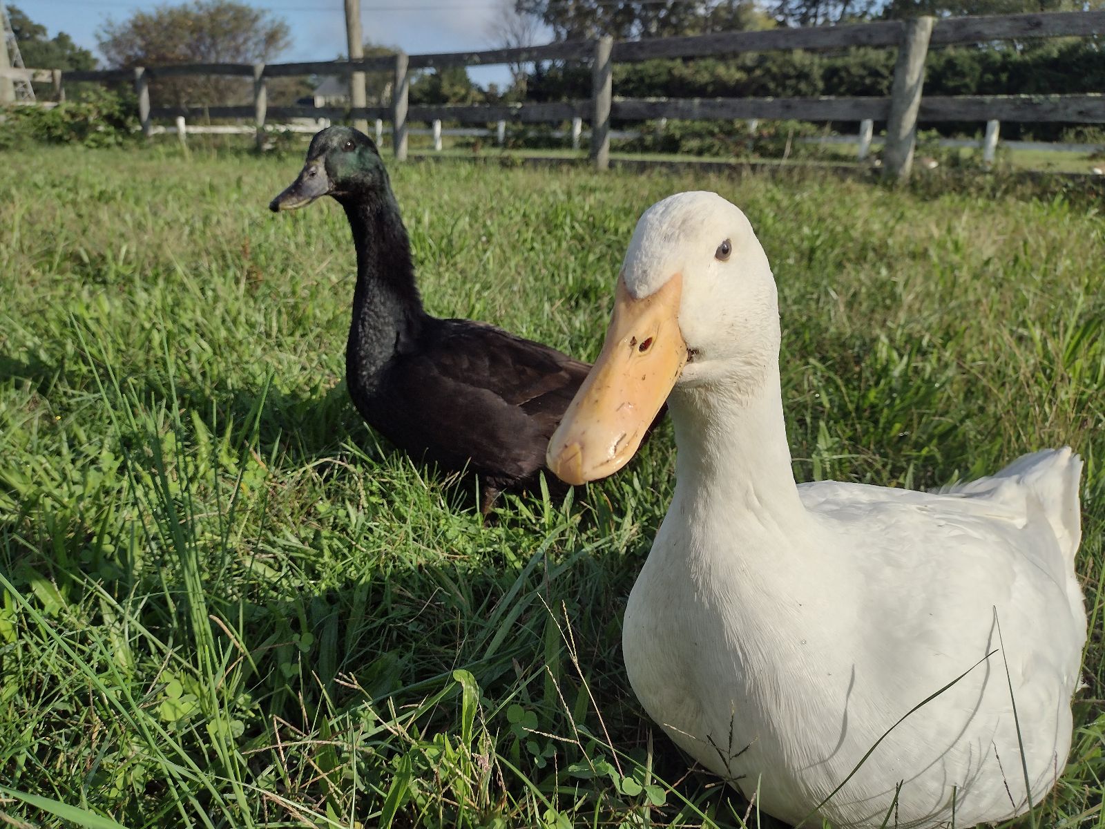 Duck, Goose & Chicken Hatchery | Metzer Farms, California