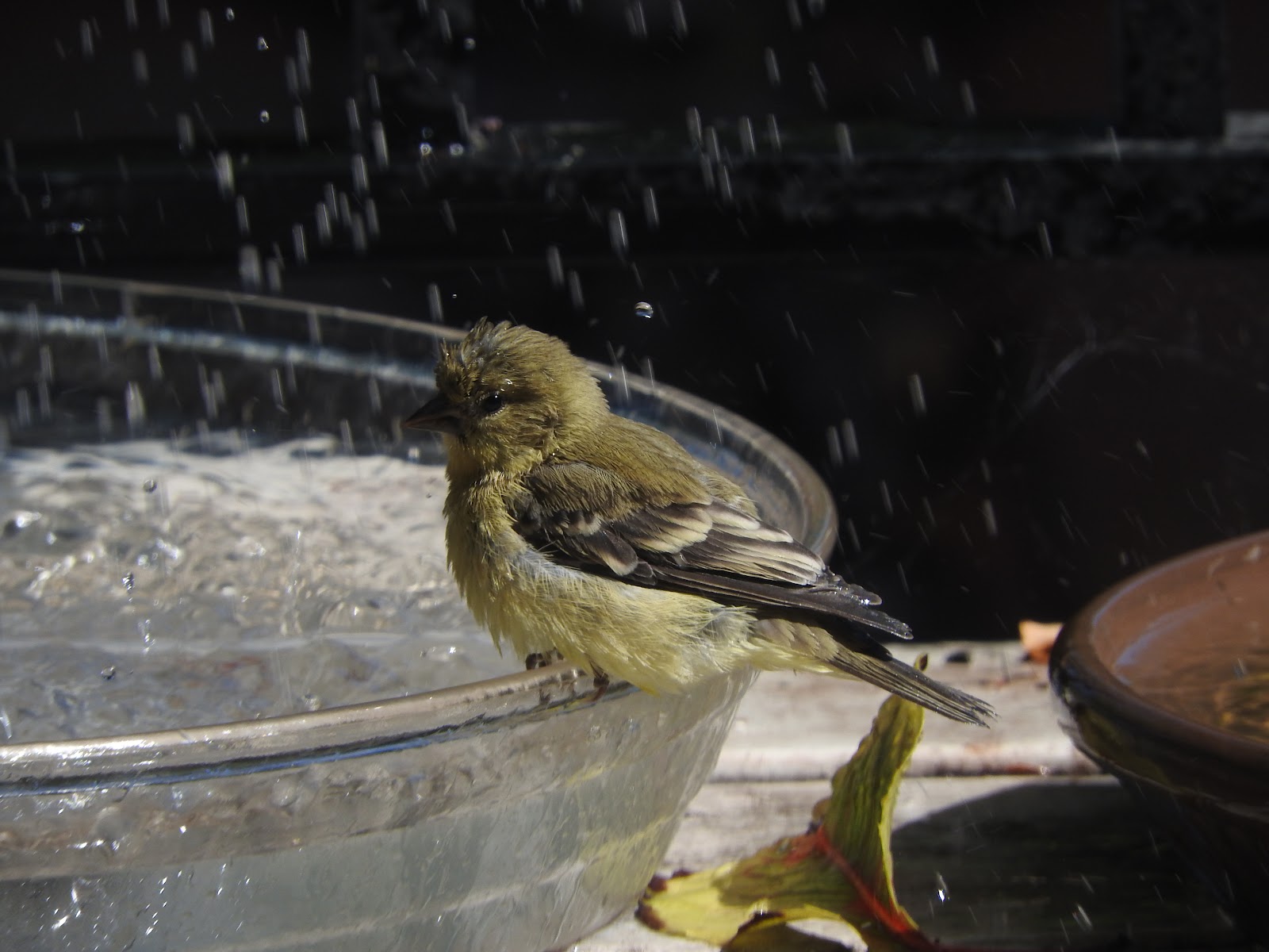 पक्षीनिरीक्षण - फिंच! | Maayboli