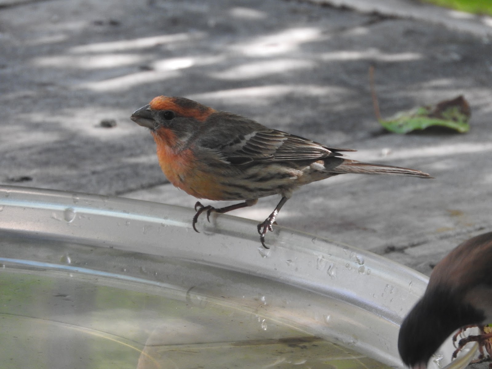 पक्षीनिरीक्षण - फिंच! | Maayboli