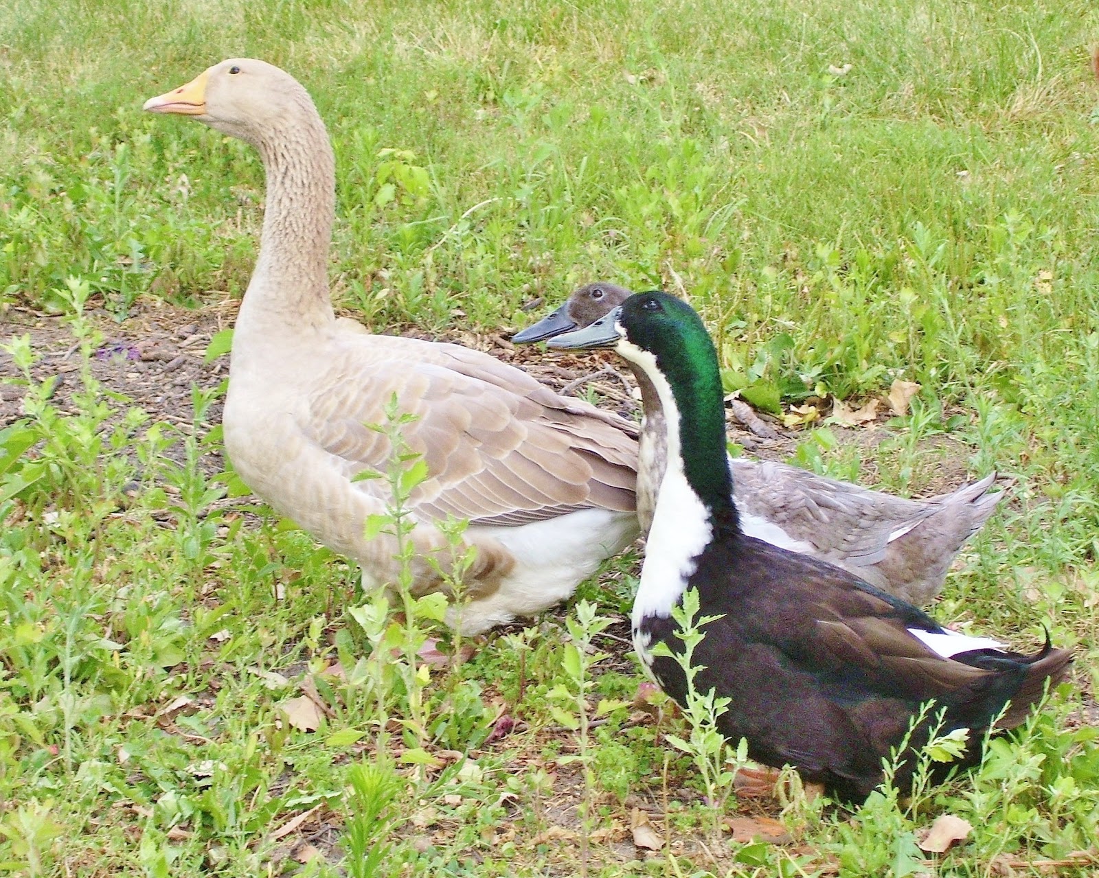 Duck, Goose & Chicken Hatchery | Metzer Farms, California