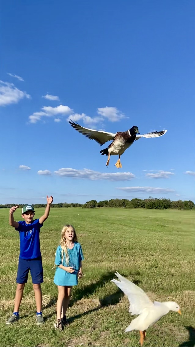 Duck, Goose & Chicken Hatchery | Metzer Farms, California
