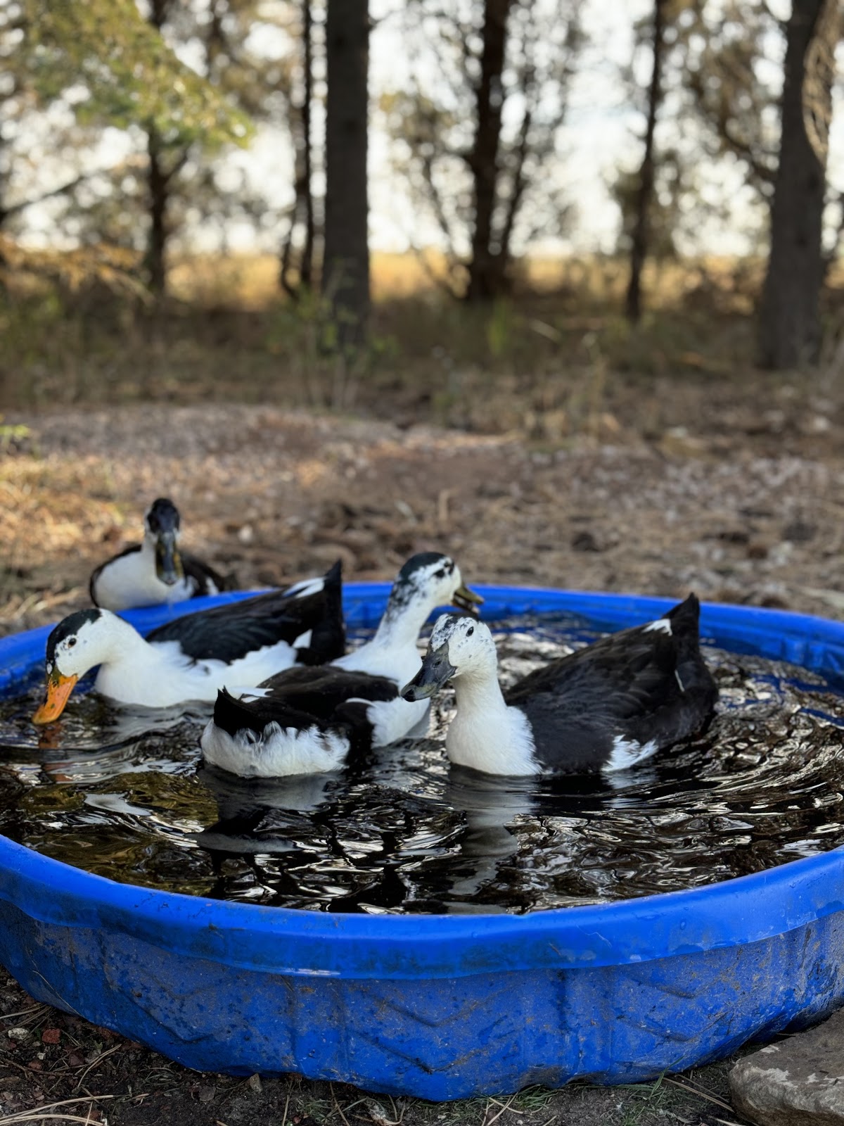 Duck, Goose & Chicken Hatchery | Metzer Farms, California