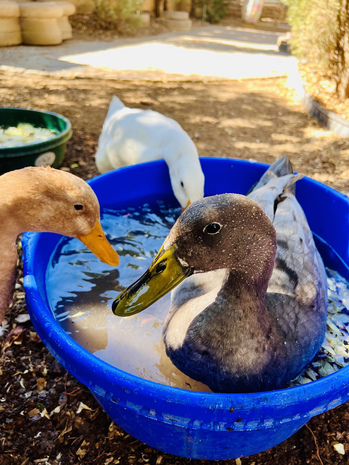 Duck, Goose & Chicken Hatchery | Metzer Farms, California