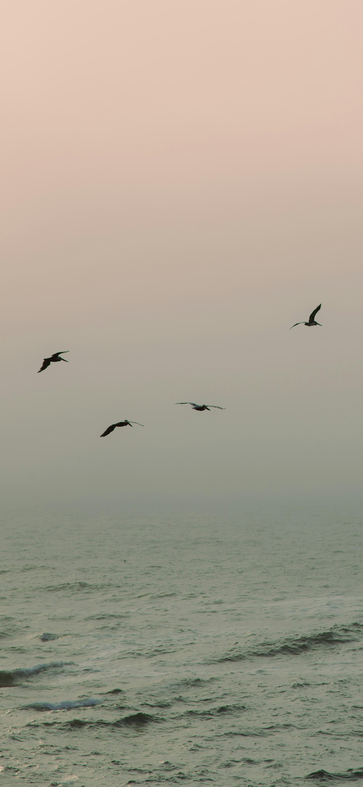 Seabirds Fly Over Misty Ocean 4K iPhone Wallpaper