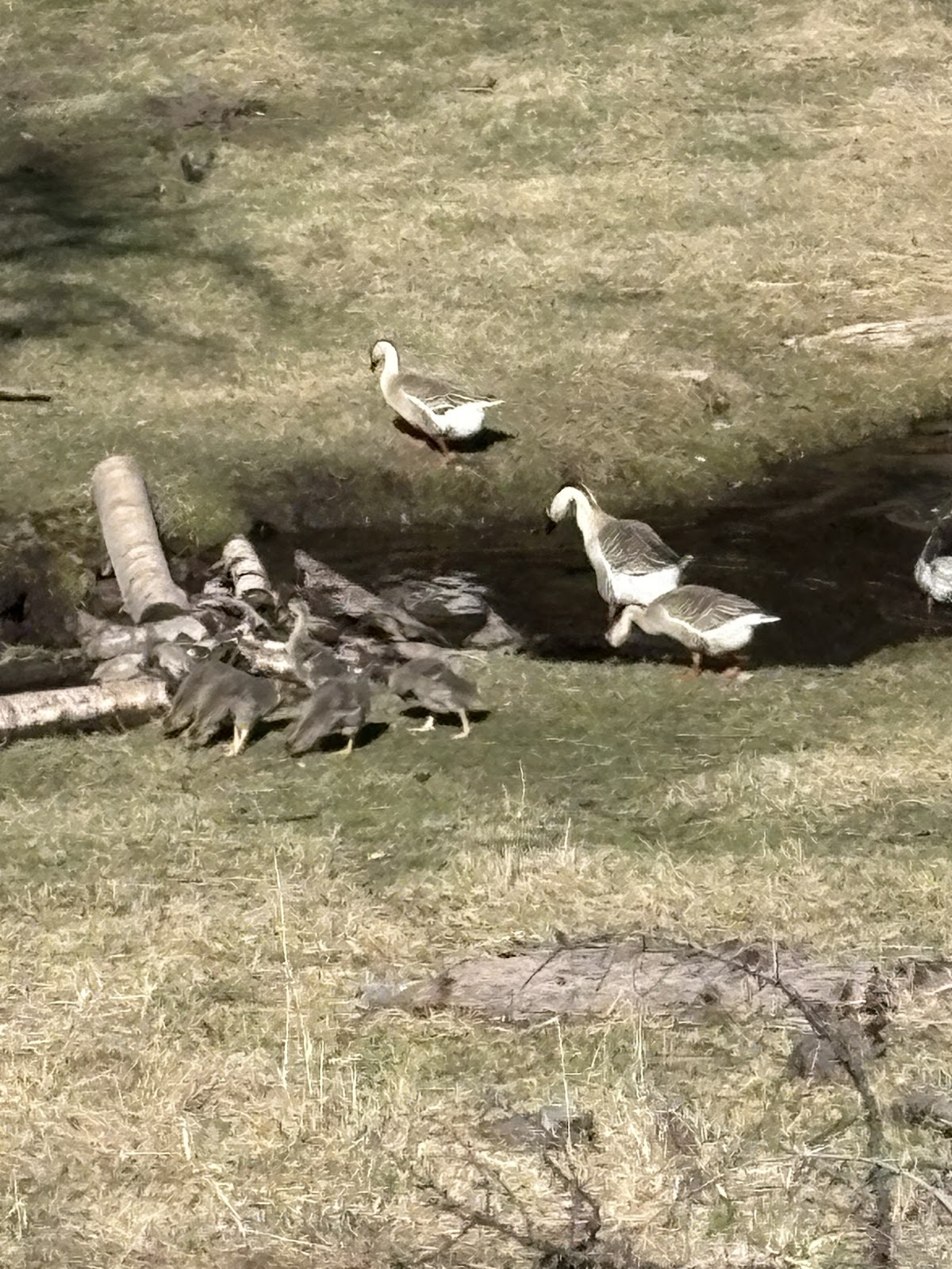 Duck, Goose & Chicken Hatchery | Metzer Farms, California