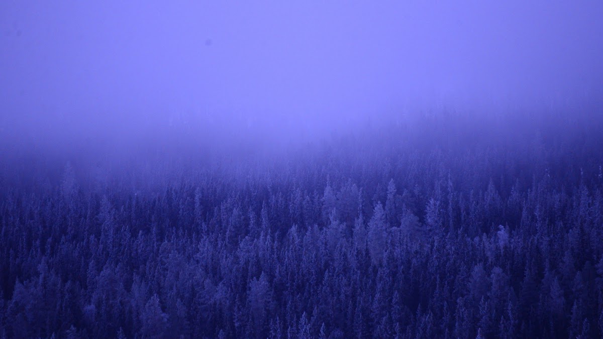 A Foggy Forest Blue Trees 4K Wallpaper Background