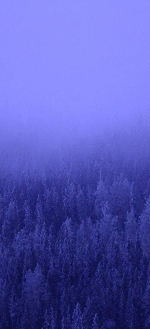 A Foggy Forest Blue Trees 4K Wallpaper Background