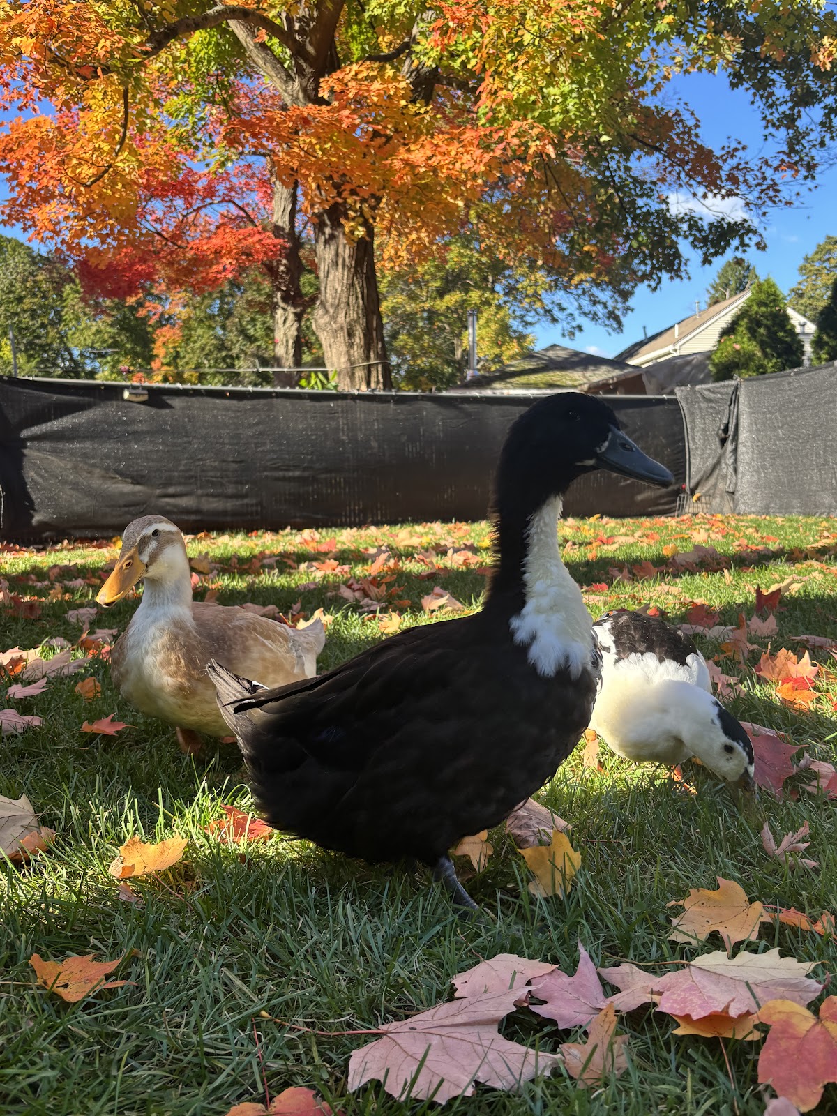 Duck, Goose & Chicken Hatchery | Metzer Farms, California