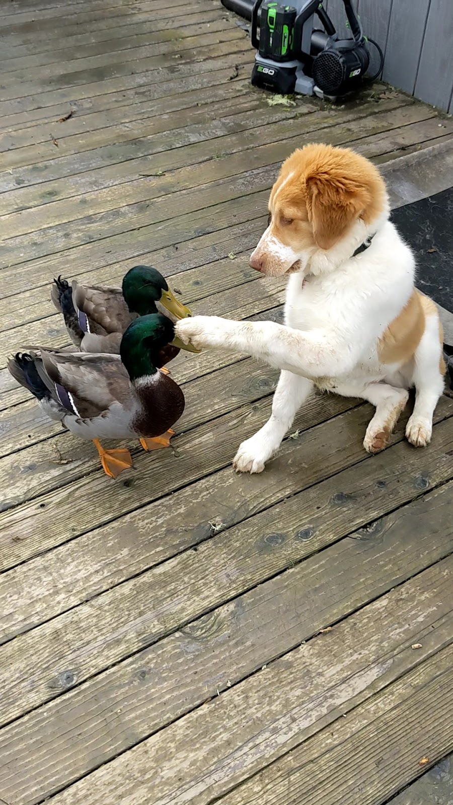 Duck, Goose & Chicken Hatchery | Metzer Farms, California