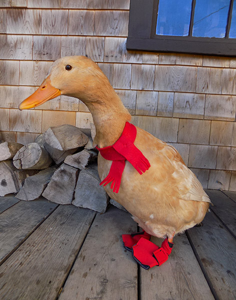 Duck, Goose & Chicken Hatchery | Metzer Farms, California