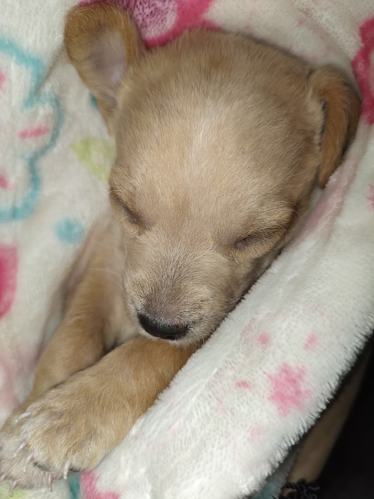 Rebuilding Soul – A Fox Girl’s Journey To Feel Alive Again - Chapter 52. Reunion with her ...