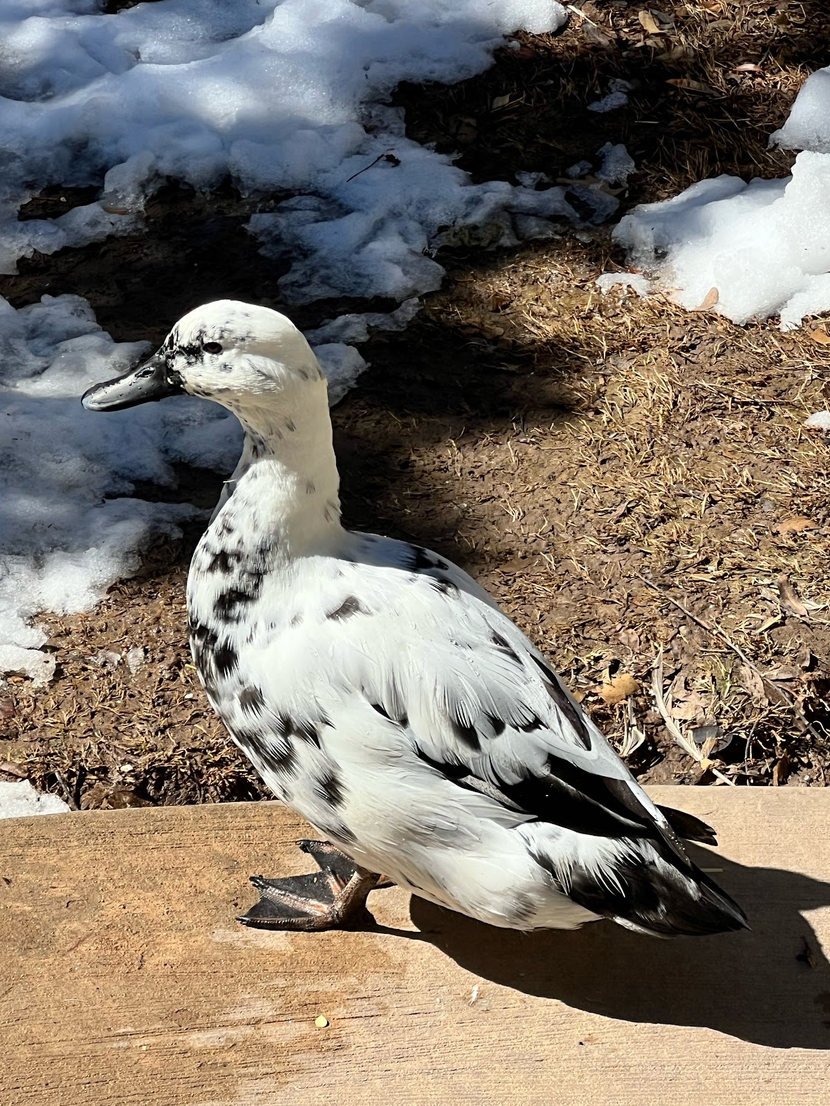 Duck, Goose & Chicken Hatchery | Metzer Farms, California