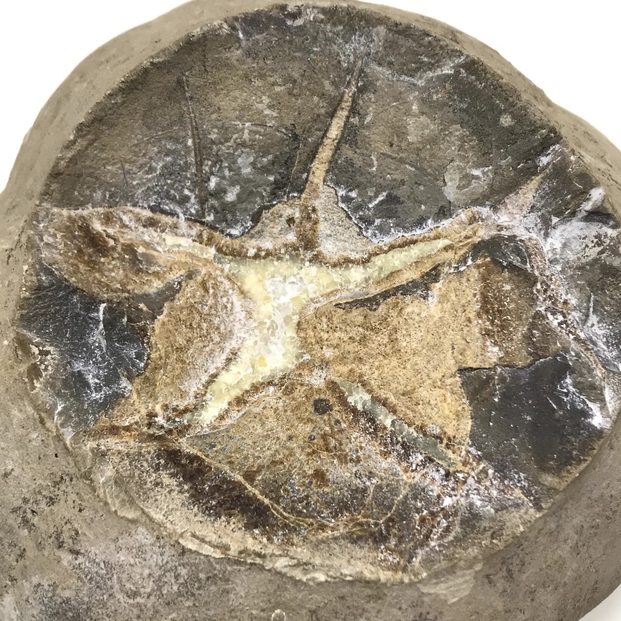 Septarian Large Dragon Geode