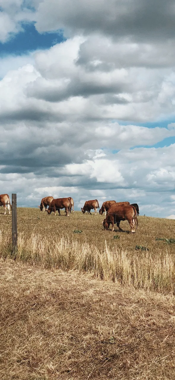 Grassland, Grazing, Natural Environment, Pasture, Cloud 2K iPhone Wallpaper