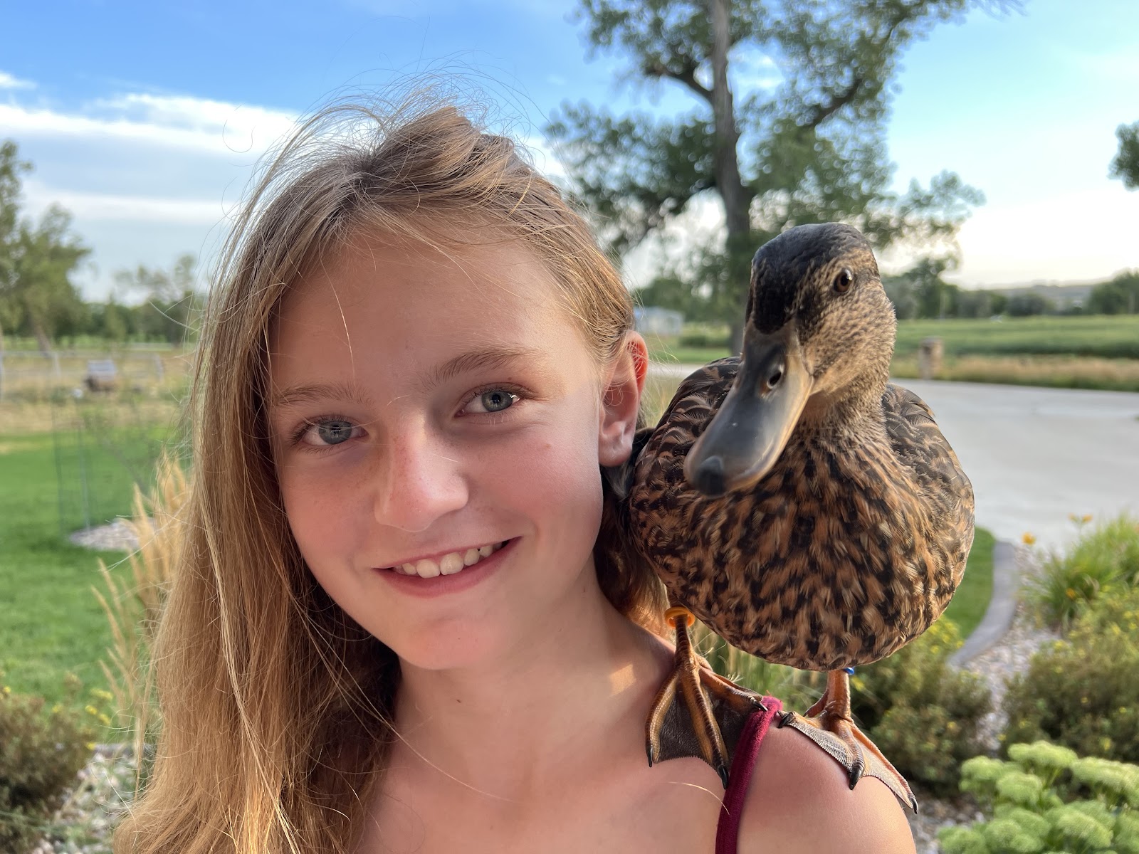 Duck, Goose & Chicken Hatchery | Metzer Farms, California