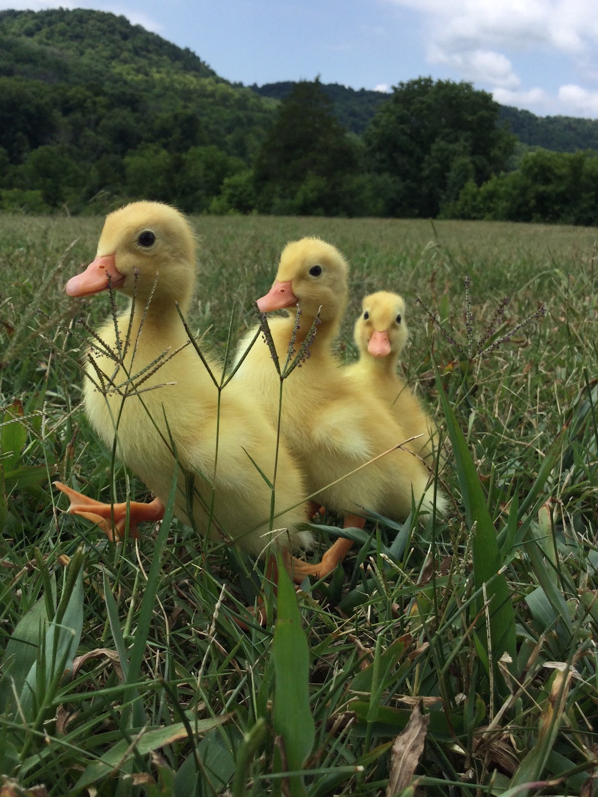 Duck, Goose & Chicken Hatchery | Metzer Farms, California