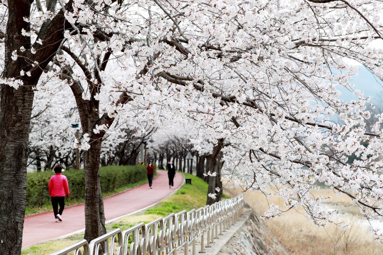 Gyeongnam Uiryeong Gare Cherry Blossom Road and Jagulsan Circular Road ...