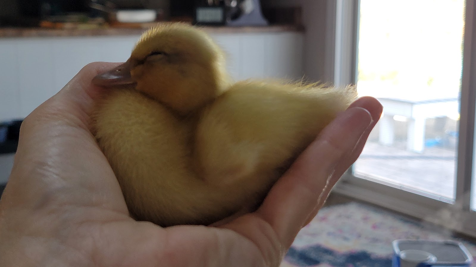 Duck, Goose & Chicken Hatchery | Metzer Farms, California