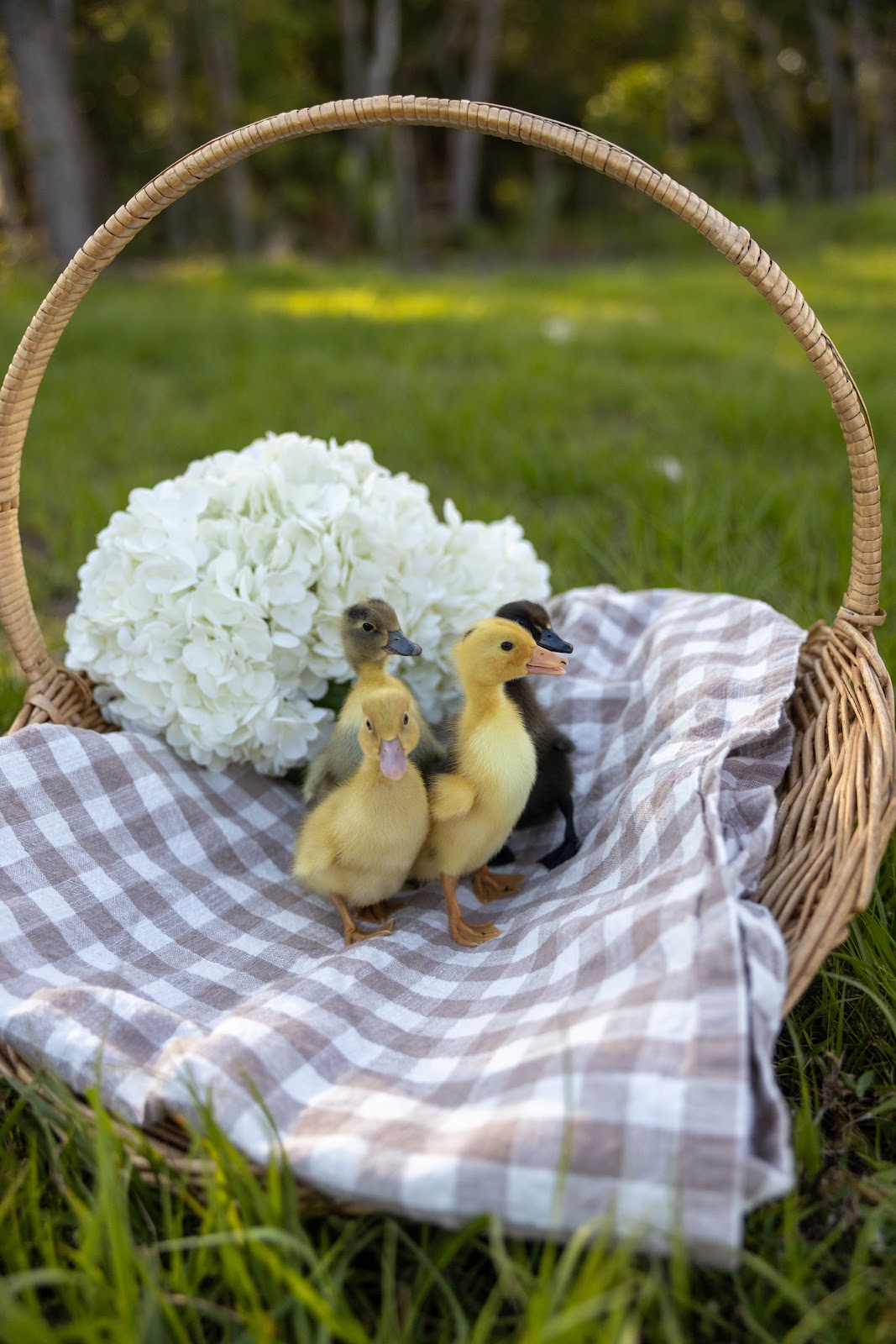 Duck, Goose & Chicken Hatchery | Metzer Farms, California