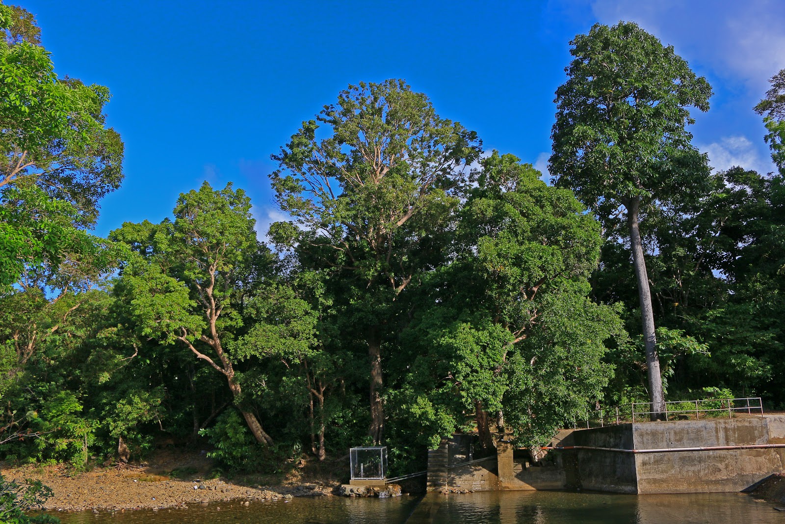 Trees Results - BINHI