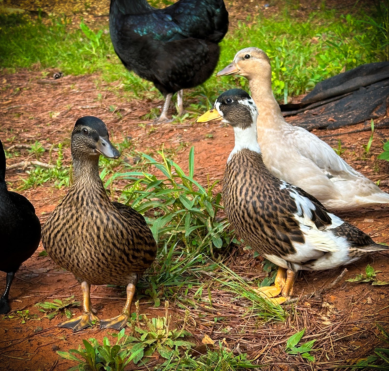 Duck, Goose & Chicken Hatchery | Metzer Farms, California