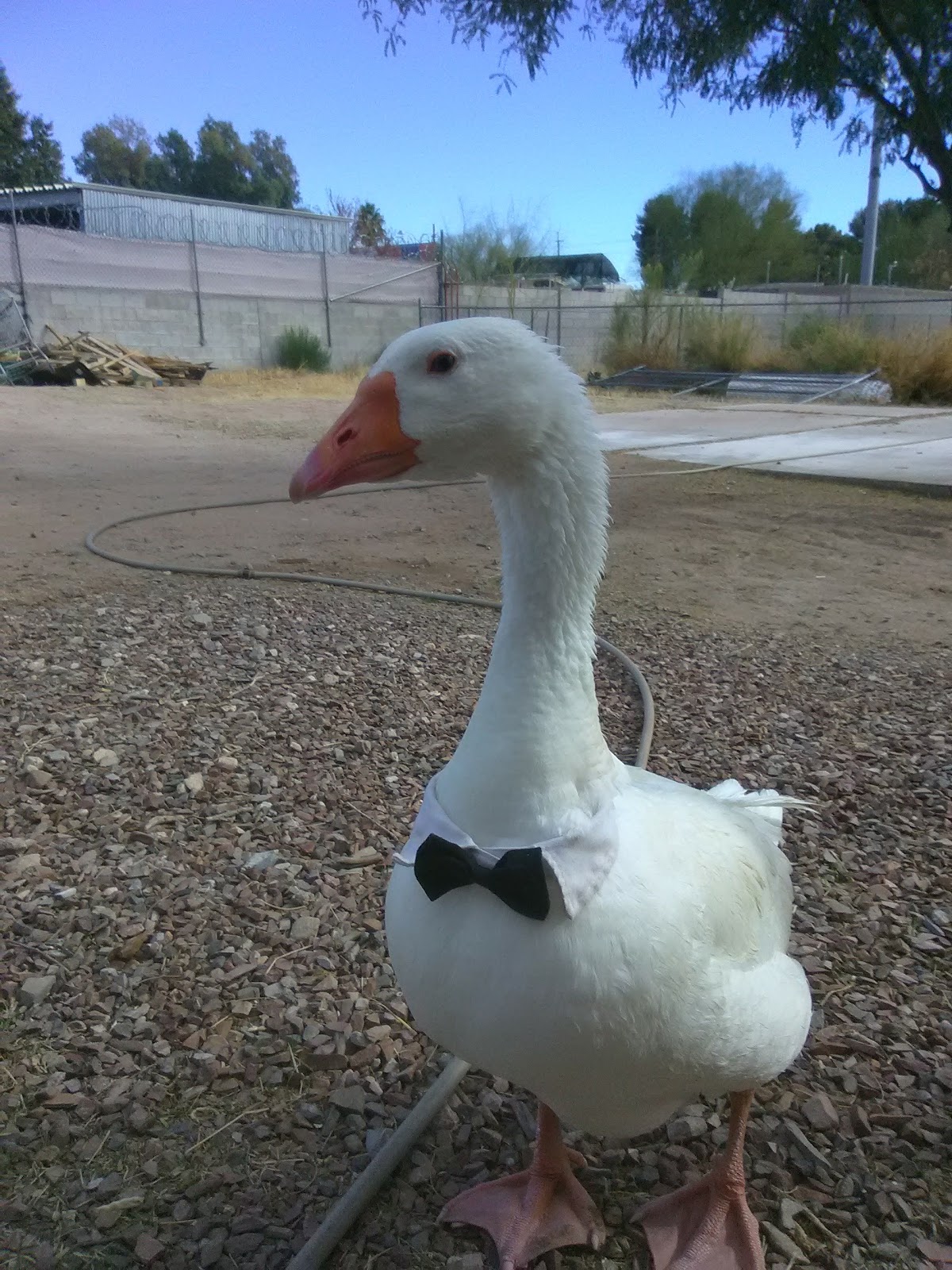 Duck, Goose & Chicken Hatchery | Metzer Farms, California