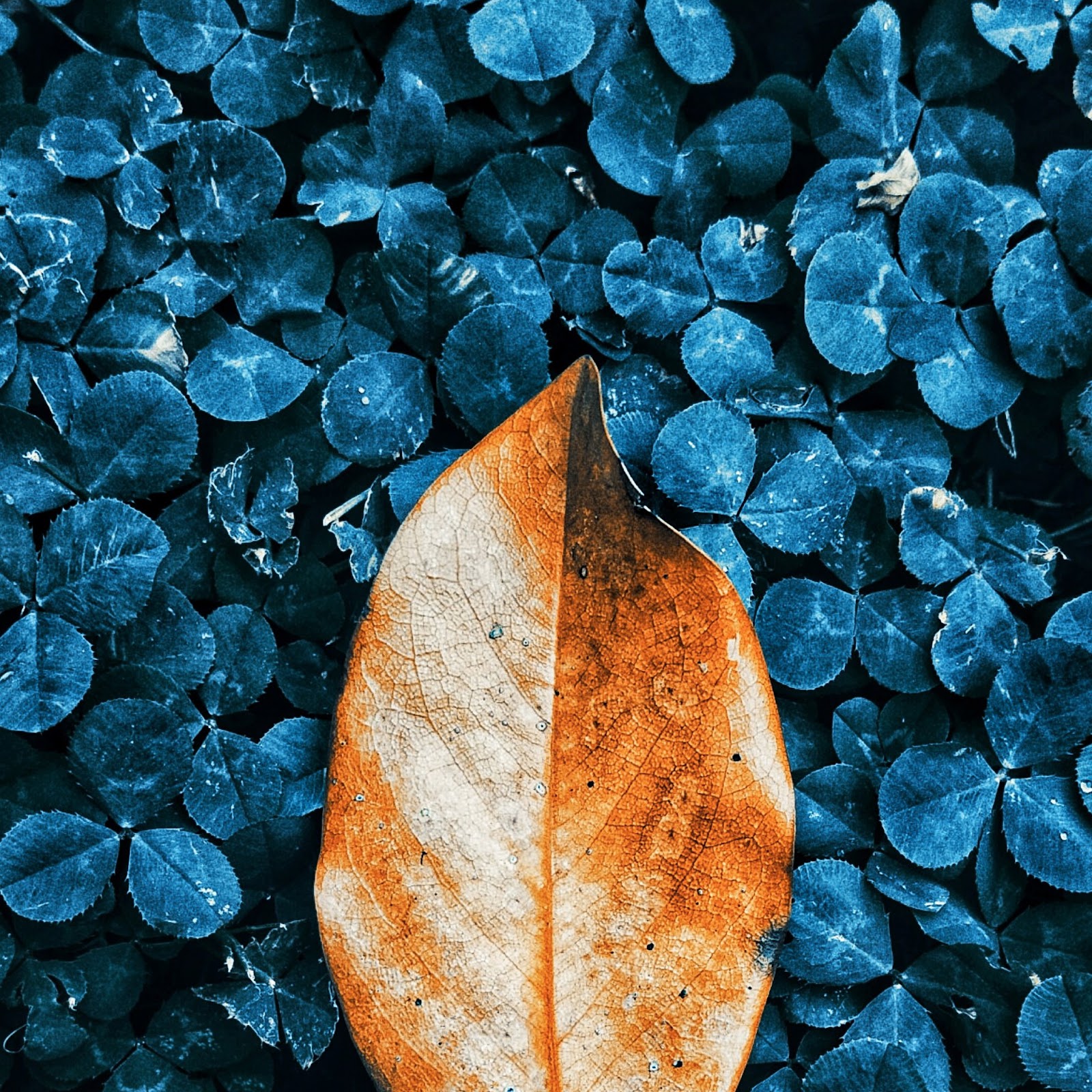 Autumn, Leaf, Botany, Liquid, Nature 2K iPhone Phone Wallpaper