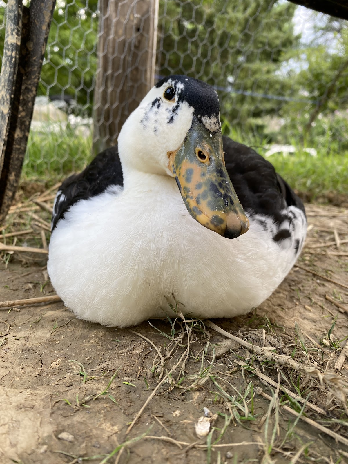 Duck, Goose & Chicken Hatchery | Metzer Farms, California