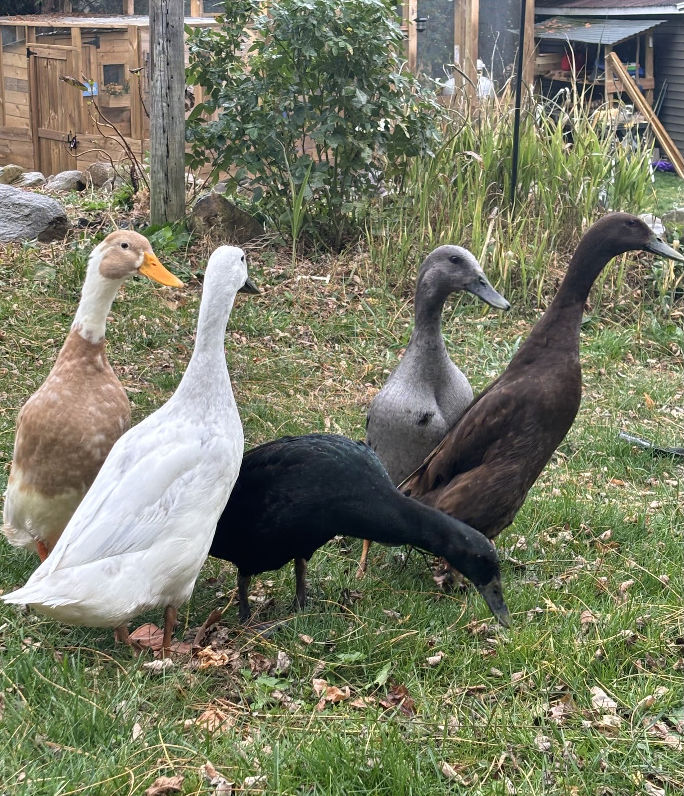 Duck, Goose & Chicken Hatchery | Metzer Farms, California