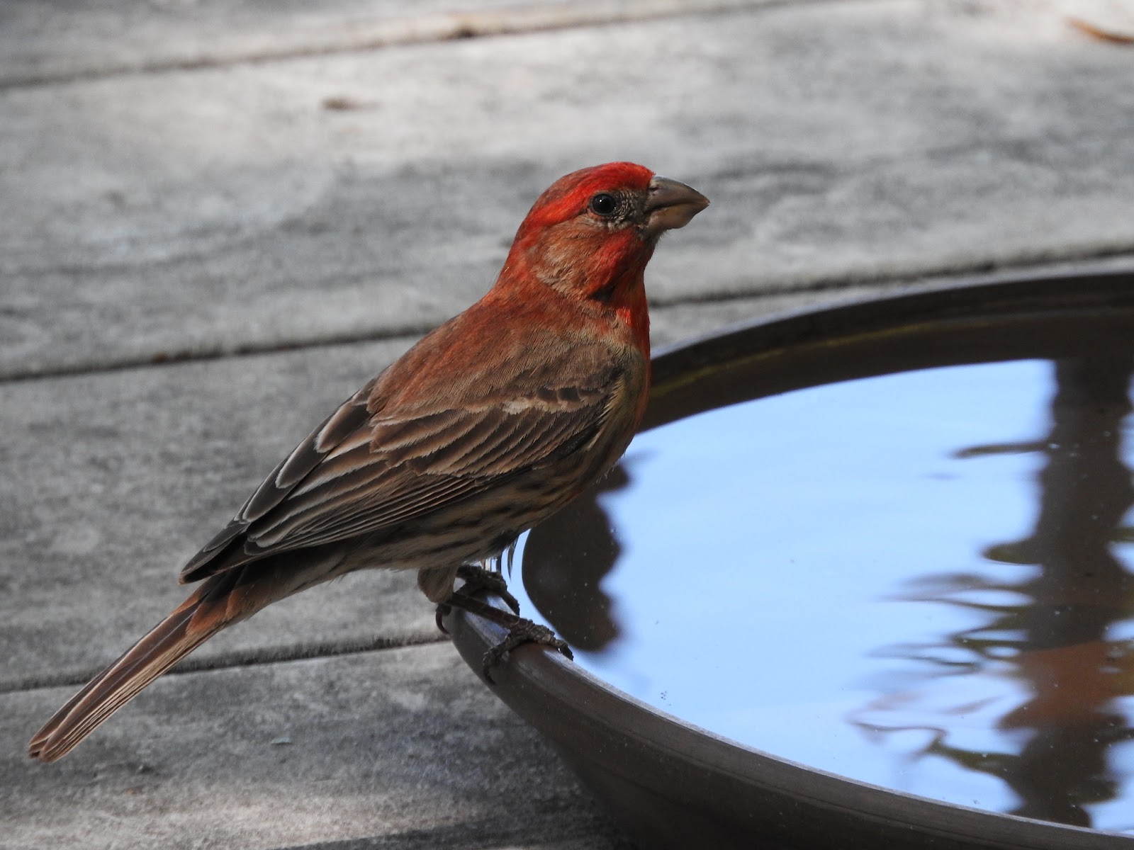 पक्षीनिरीक्षण - फिंच! | Maayboli