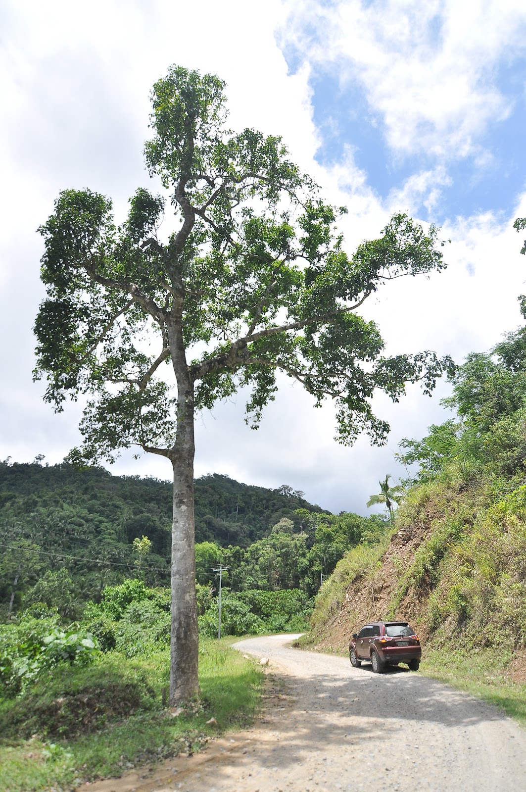 Trees Results - BINHI