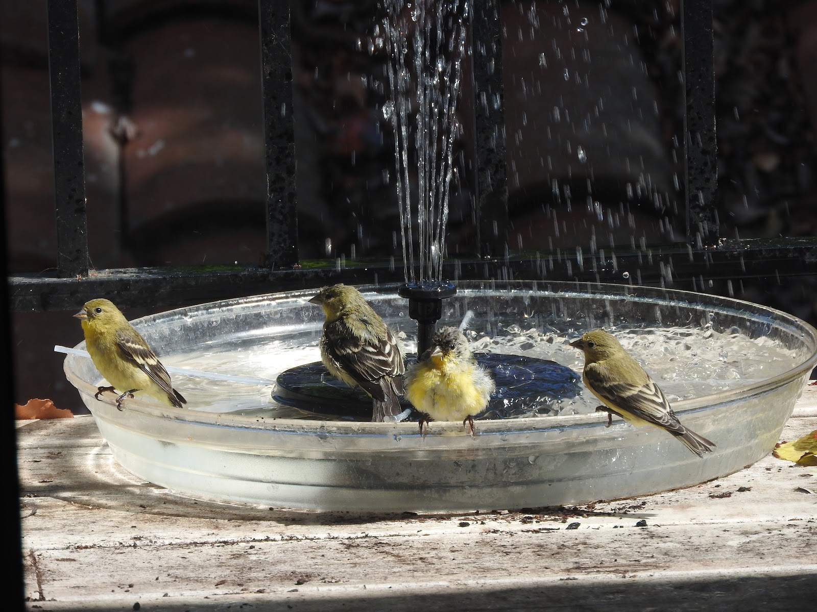 पक्षीनिरीक्षण - फिंच! | Maayboli