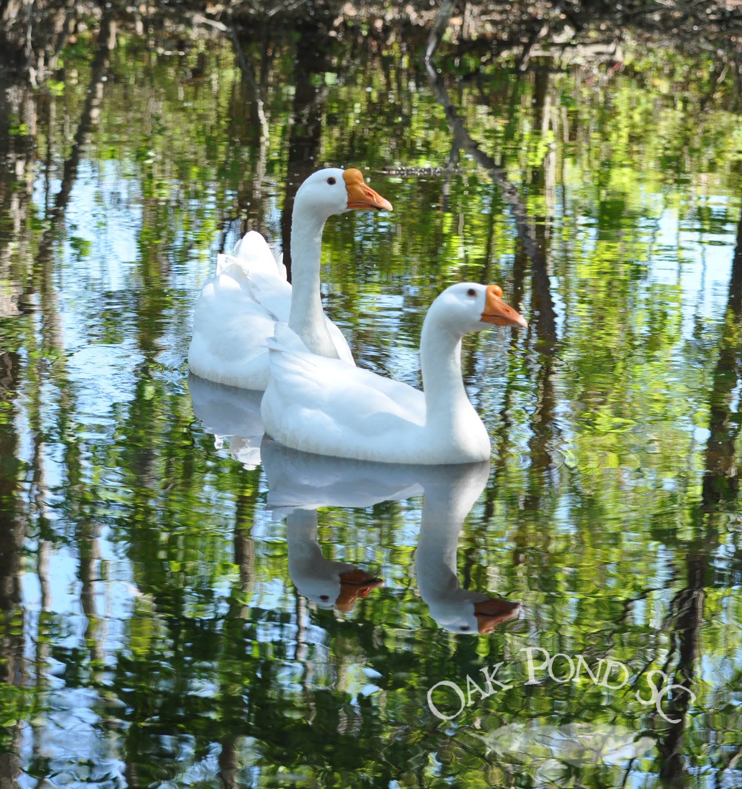 Duck, Goose & Chicken Hatchery | Metzer Farms, California