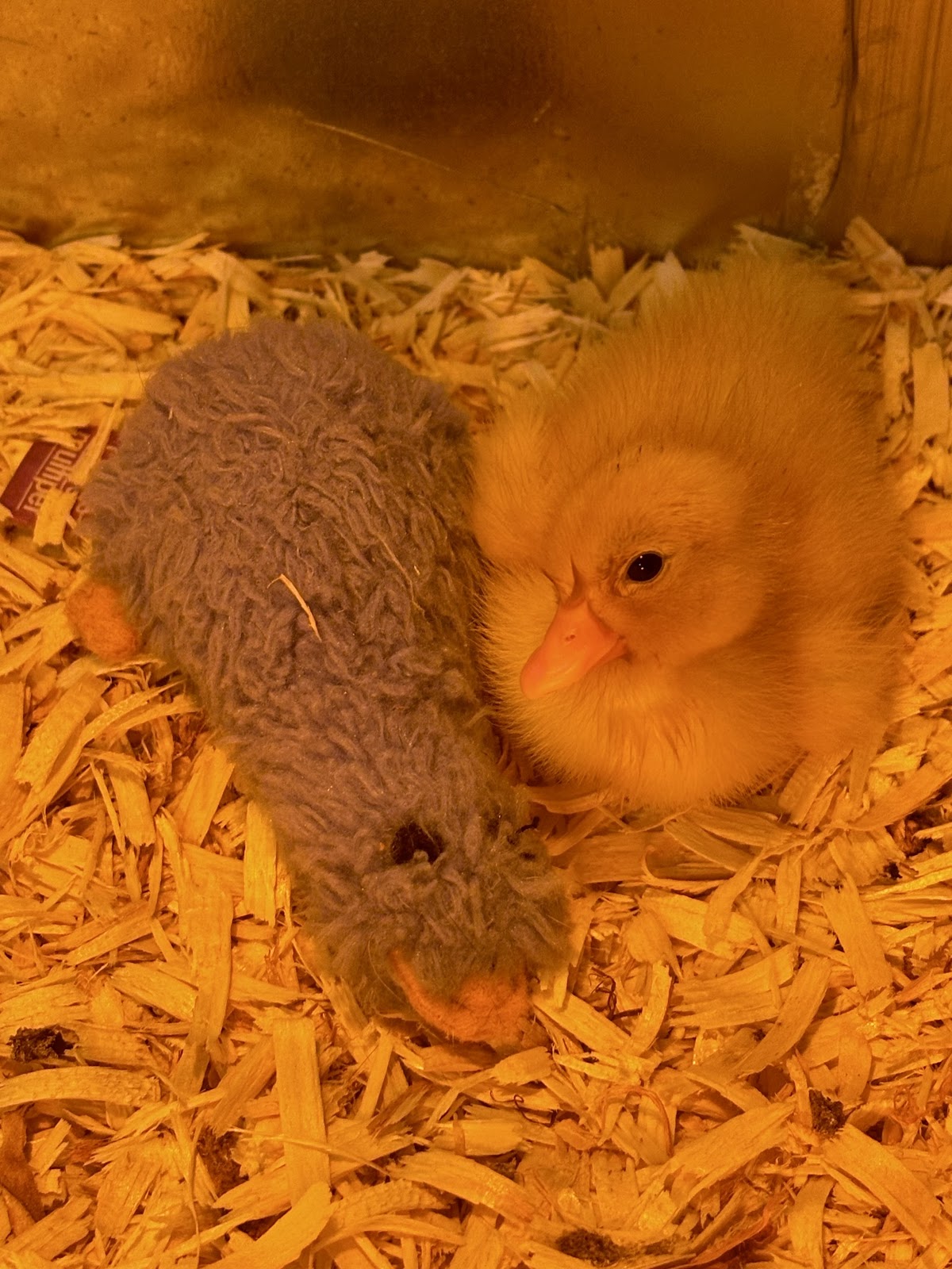Duck, Goose & Chicken Hatchery | Metzer Farms, California