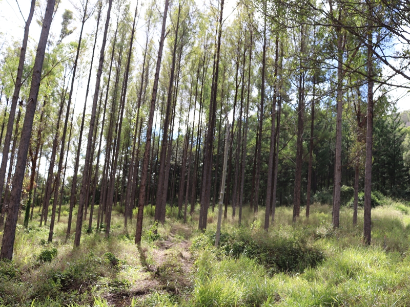 Scrubby Creek, QLD, 4570 - @realty