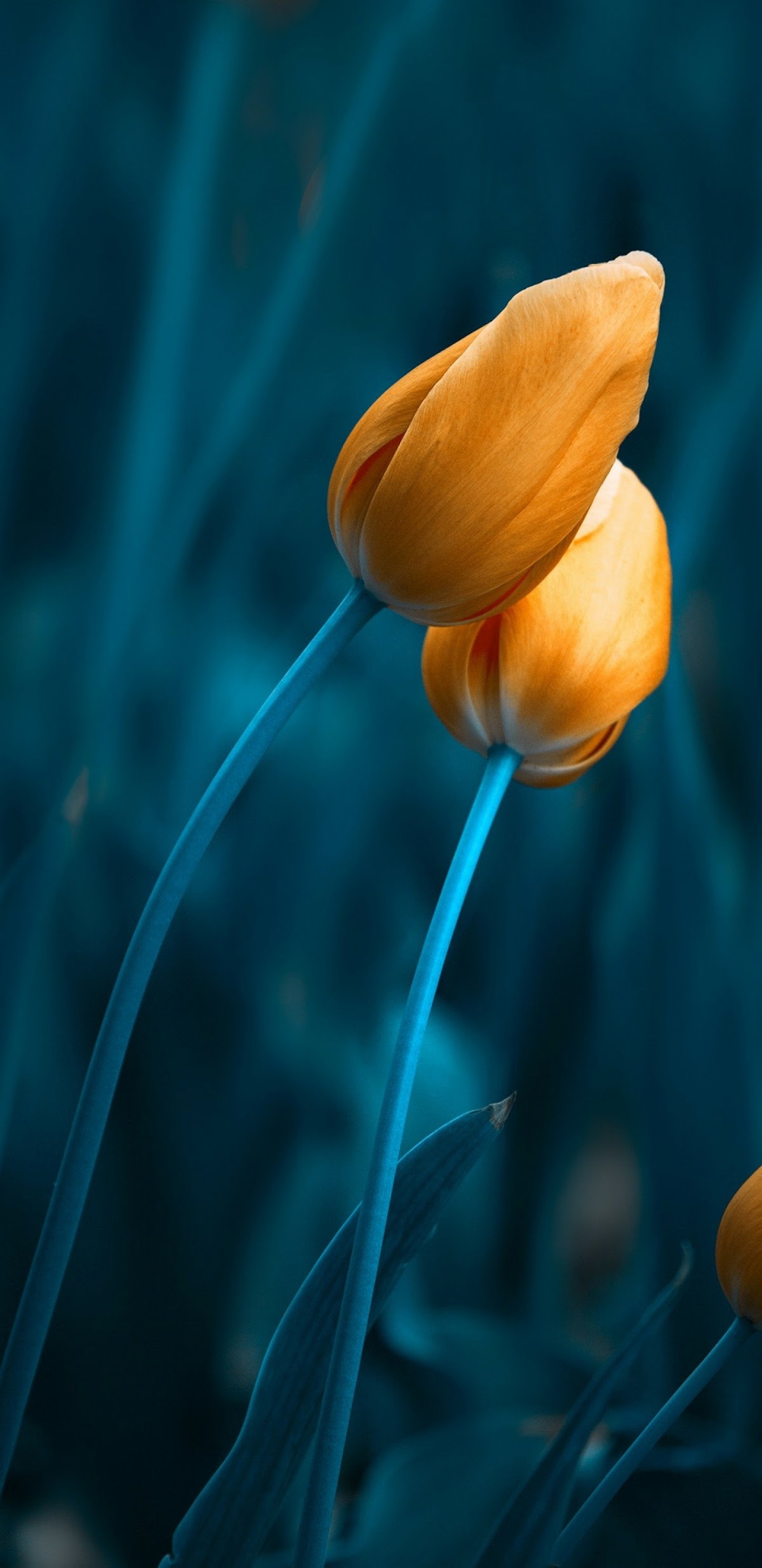 Flower 2K iPhone Wallpaper