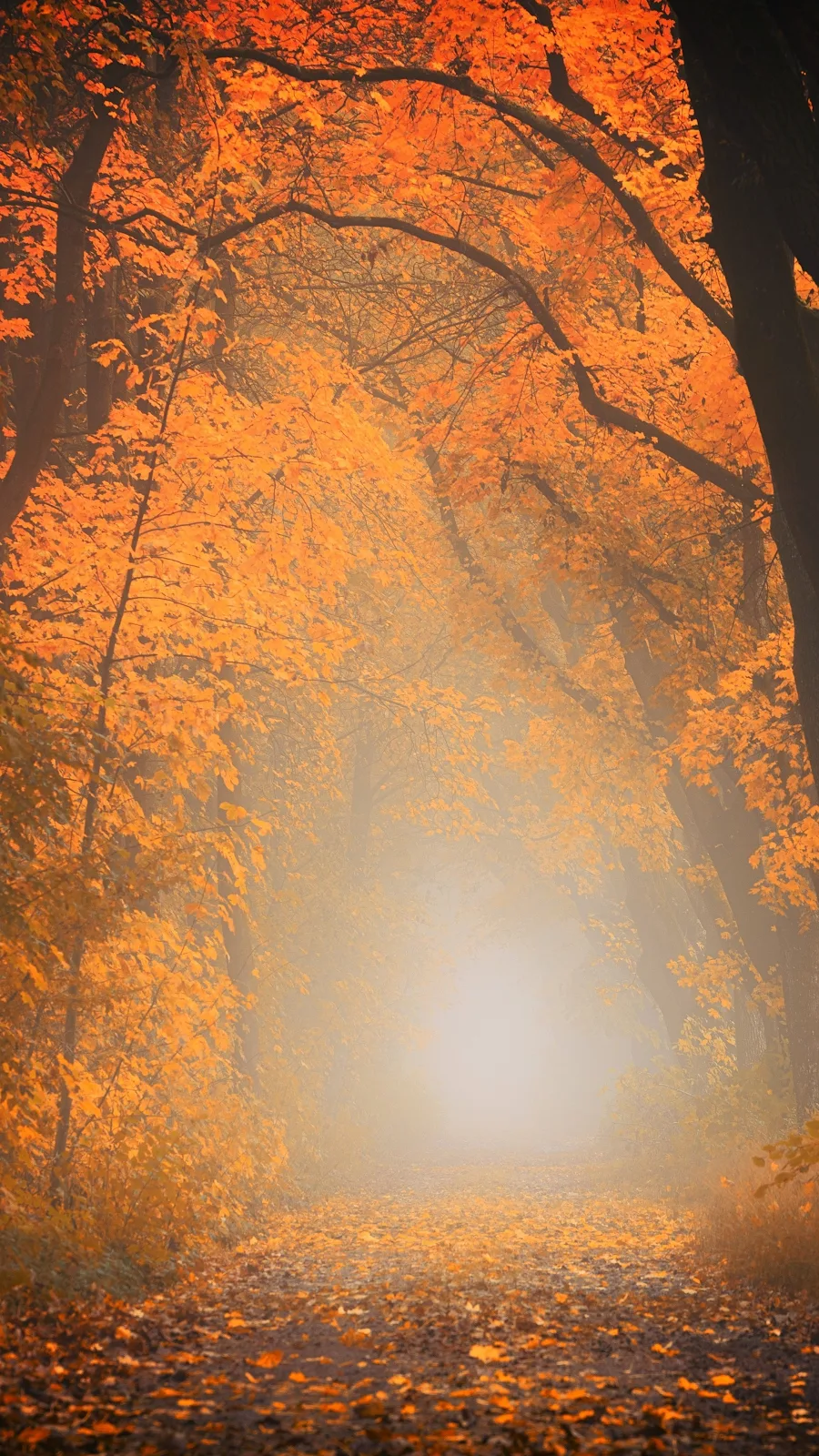 Autumn Tree Forest 4K iPhone Wallpaper