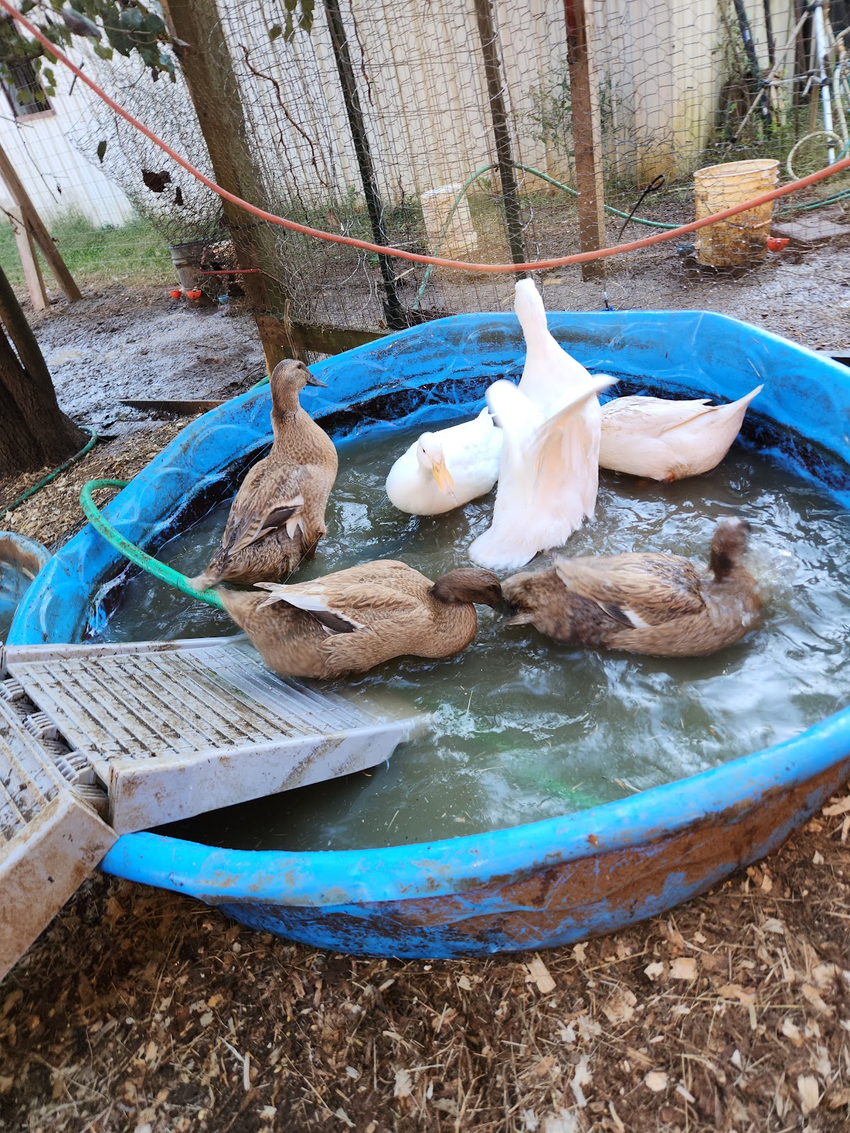 Duck, Goose & Chicken Hatchery | Metzer Farms, California