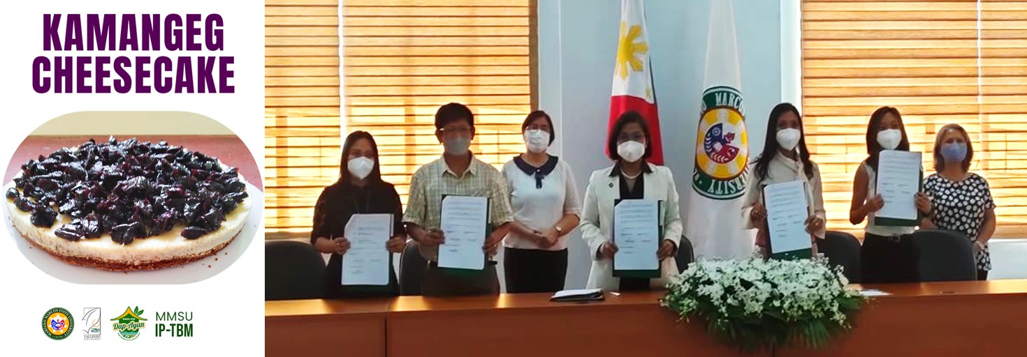 MMSU’s kamangeg technology to be commercialized in Paoay resort