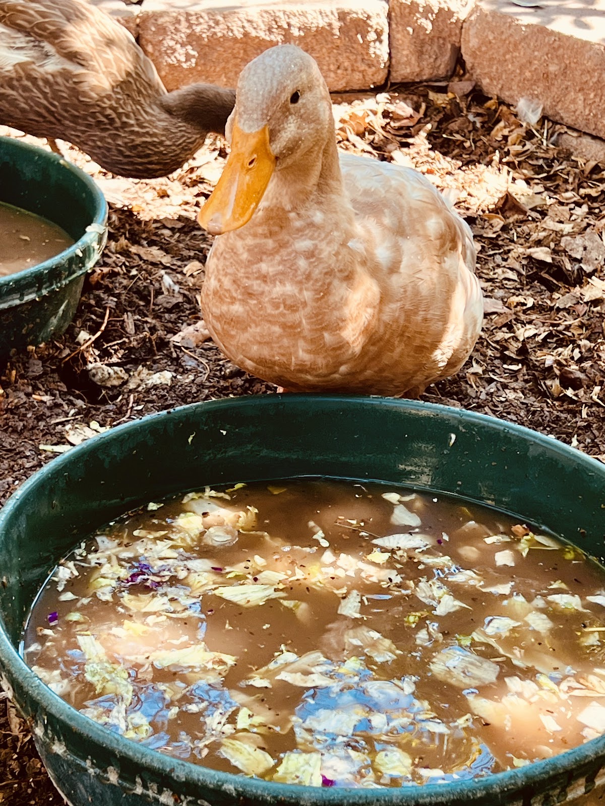 Duck, Goose & Chicken Hatchery | Metzer Farms, California
