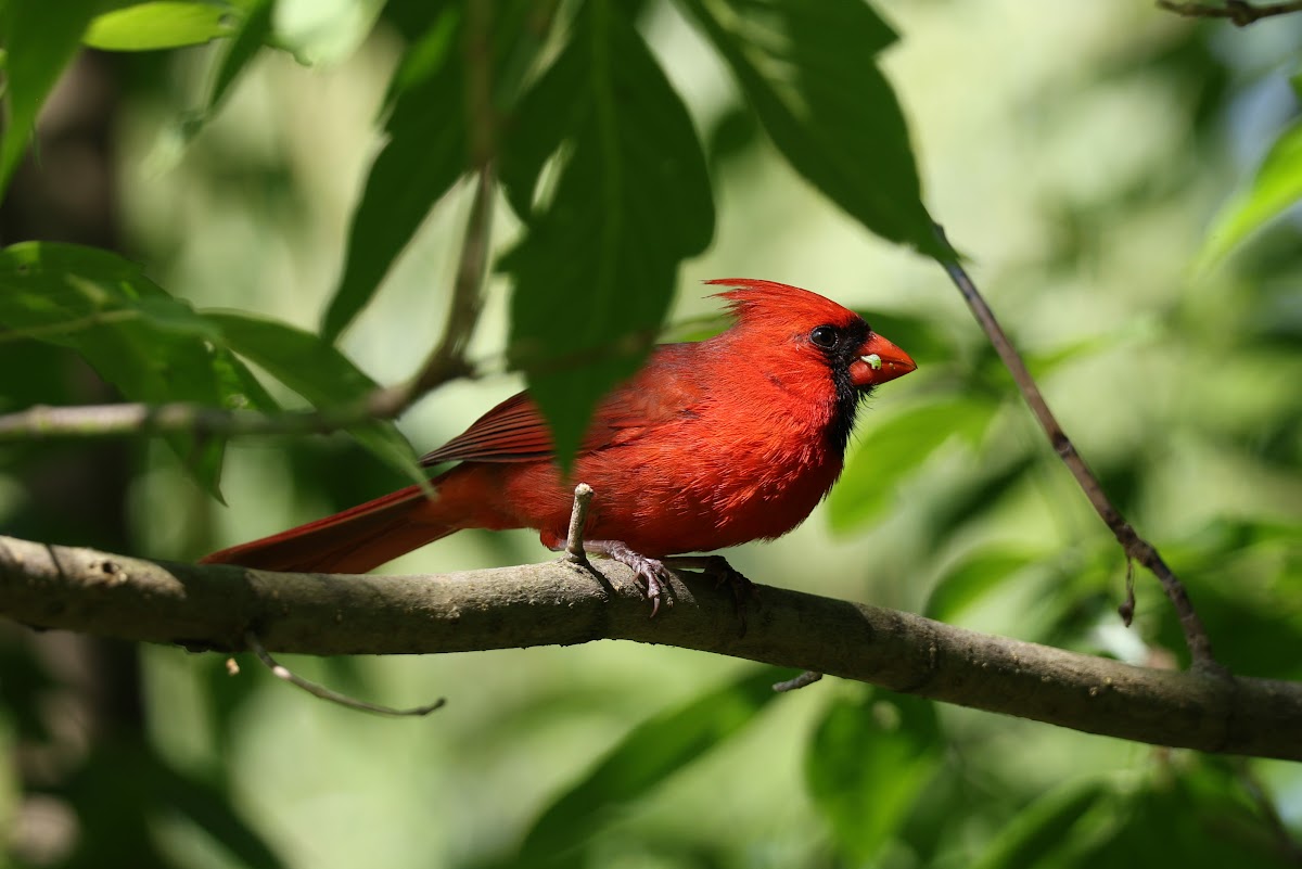 Bright Red Cardinal Perched Quietly 4K Desktop Wallpaper