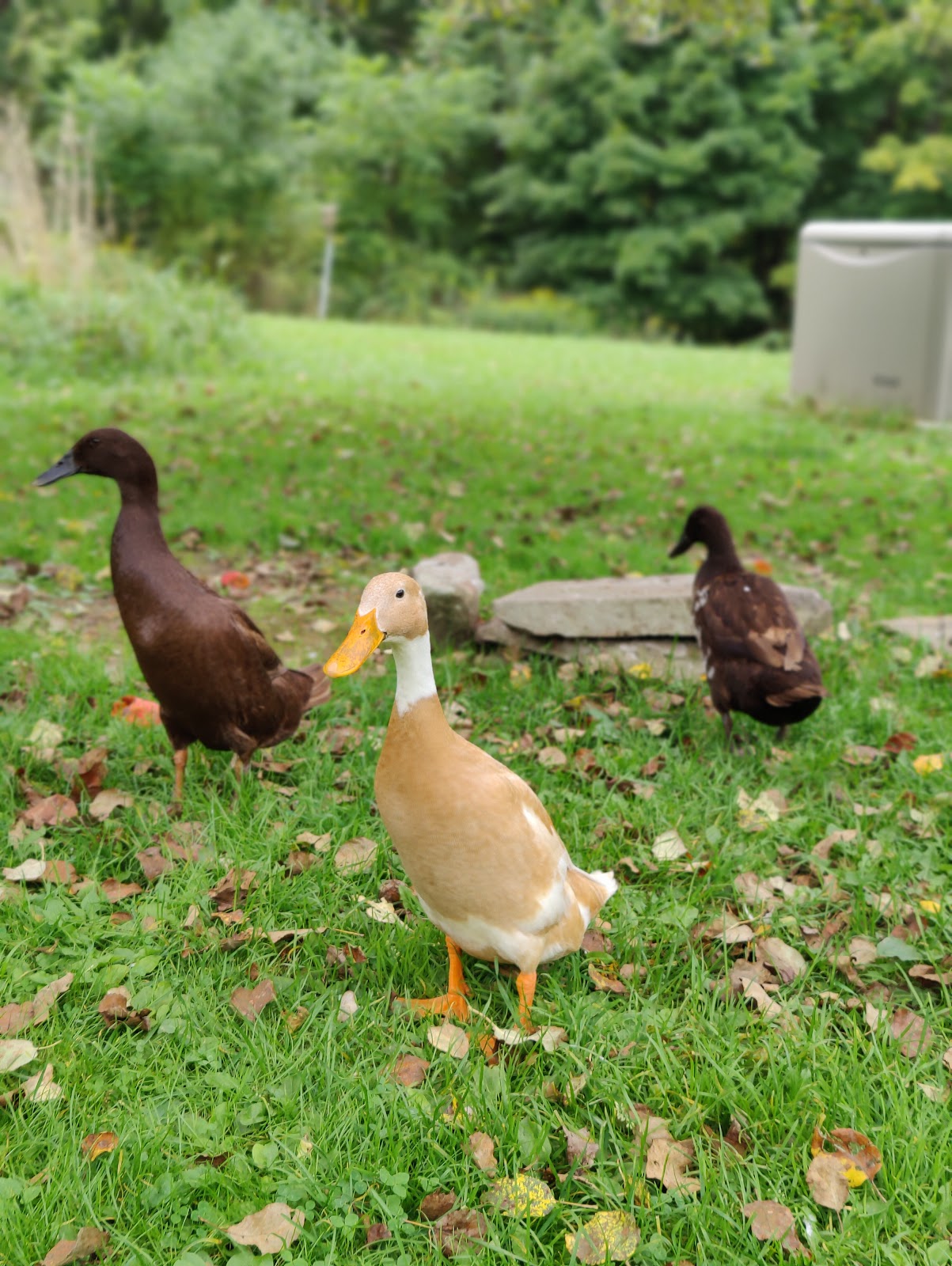 Duck, Goose & Chicken Hatchery | Metzer Farms, California