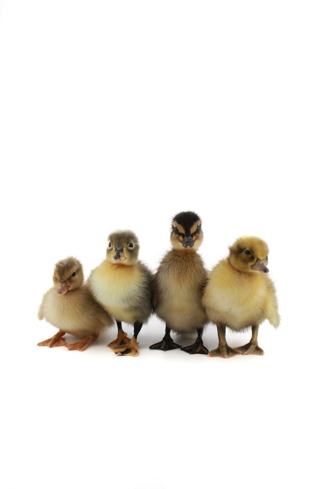 Duck, Goose & Chicken Hatchery | Metzer Farms, California