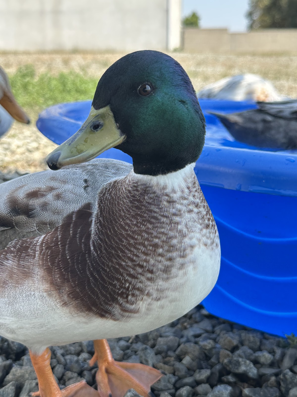 Duck, Goose & Chicken Hatchery | Metzer Farms, California