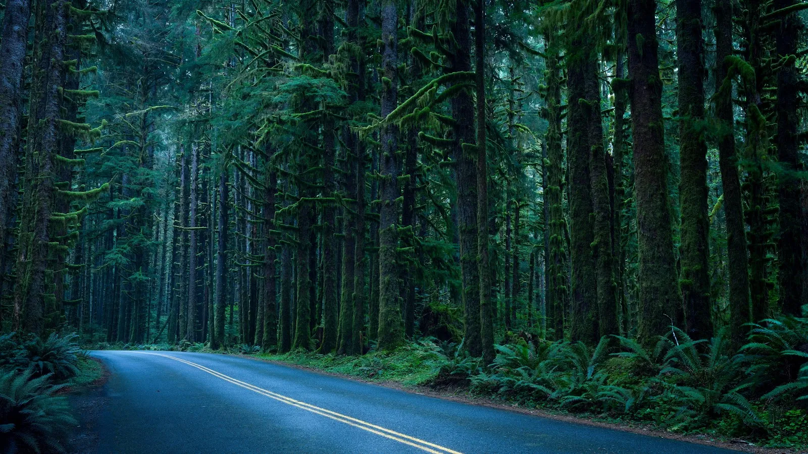 Winding Road Through Mossy Forest 5K Desktop Wallpaper