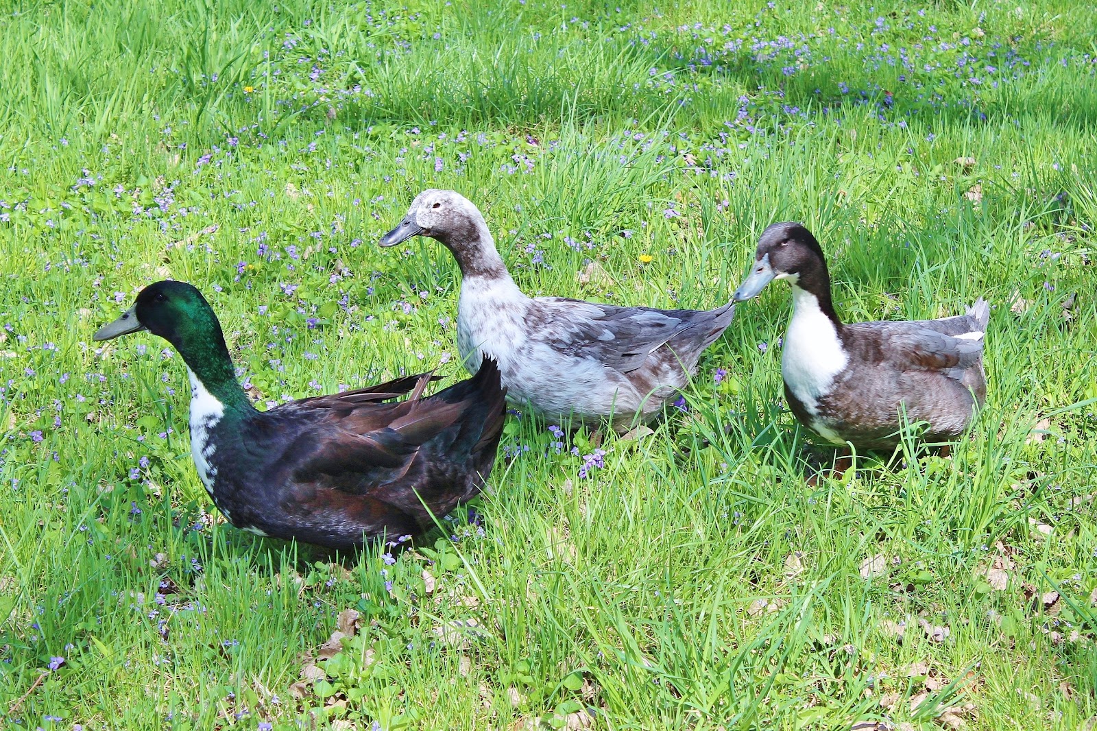 Duck, Goose & Chicken Hatchery | Metzer Farms, California